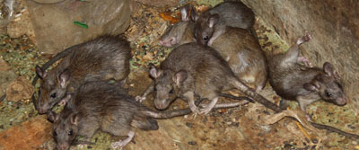 Pengenalan Tikus | CV. Berkat Abba Bali, Anti Rayap Bali, Termite Control